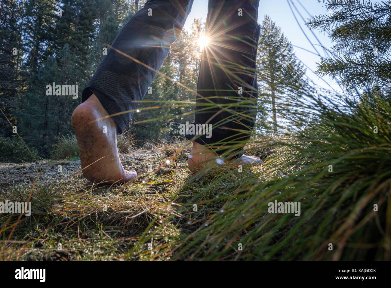 Human feet of an adult male walking barefoot in a forest as a form of ...