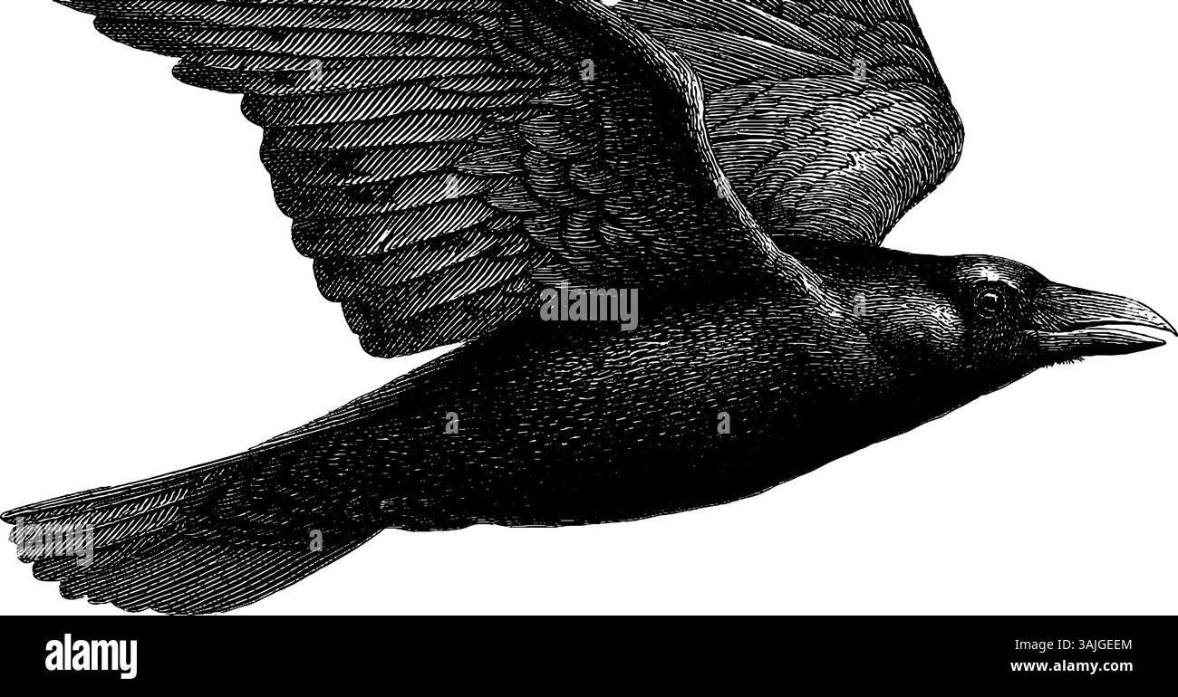Engraved raven in flight illustration for artistic design Stock Vector ...