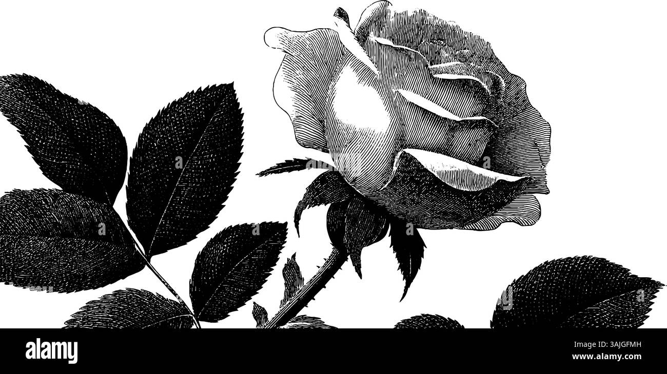 Detailed engraved rose illustration with bold black lines for botanical ...