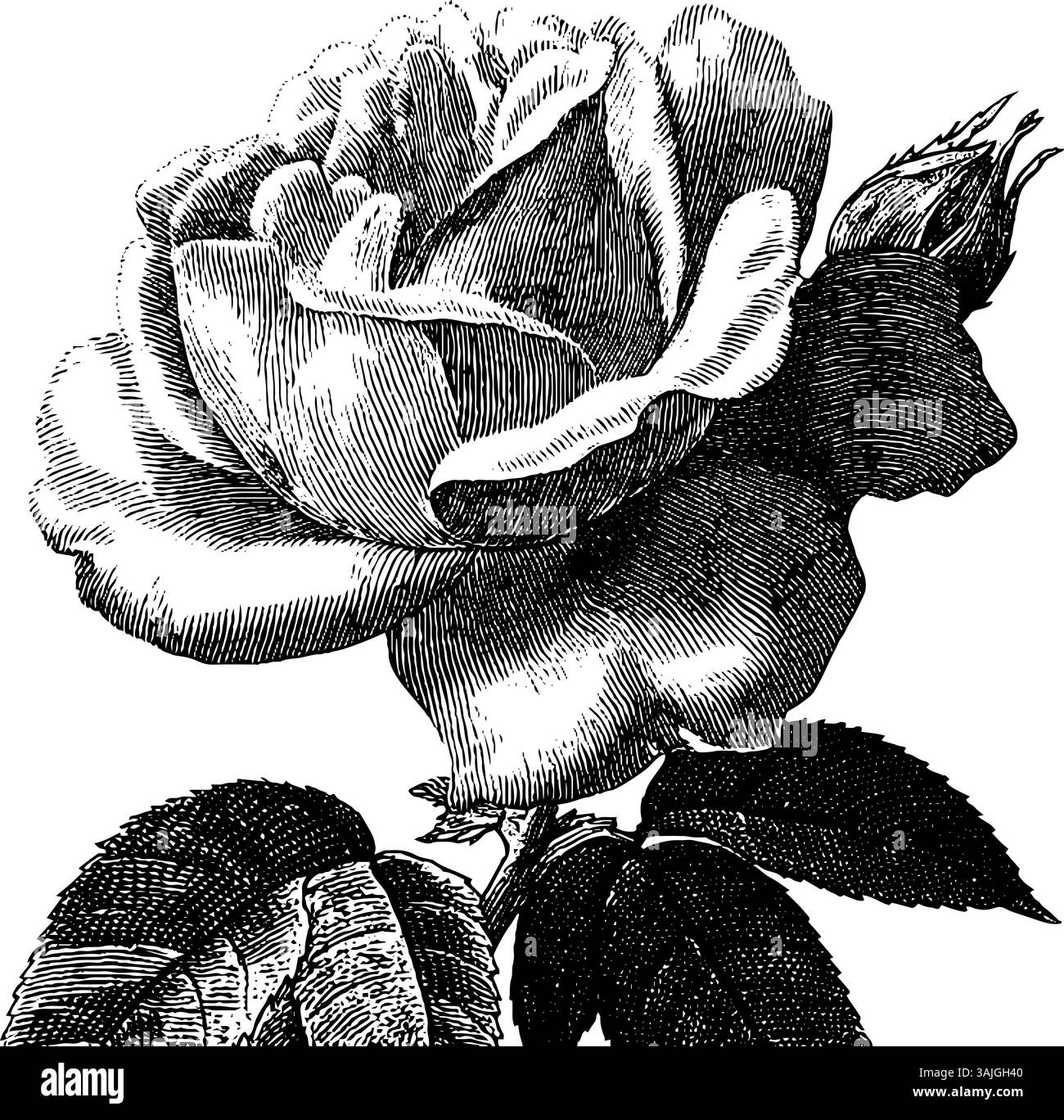 Engraved rose illustration with black bold lines for artistic design ...
