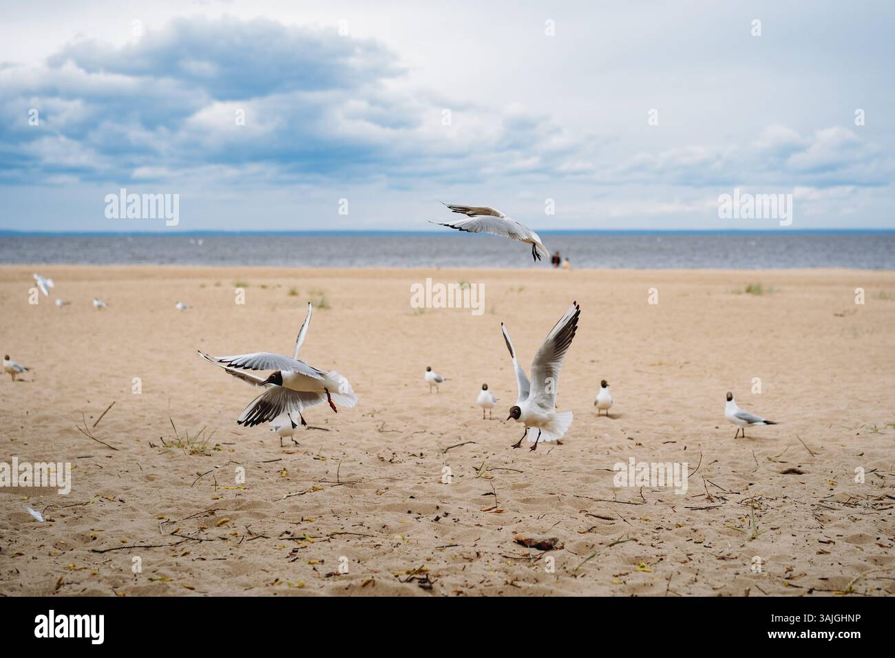 flock of sea gulls flying fighting for food on beach by the sea Stock ...