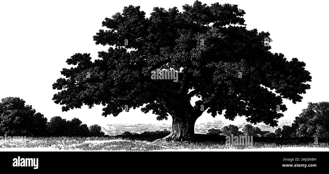 Detailed engraving of majestic oak tree in black and white art Stock Vector Image & Art - Alamy