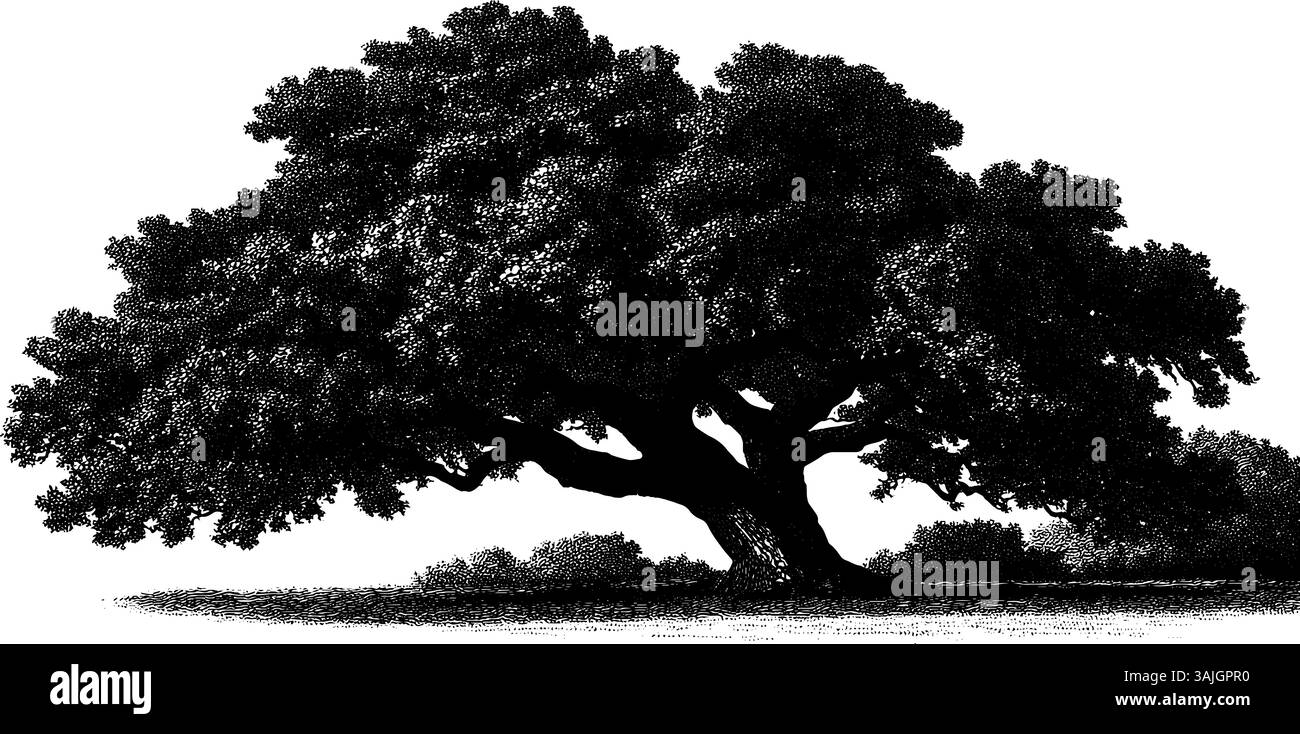Engraved illustration of majestic old oak tree for nature design ...