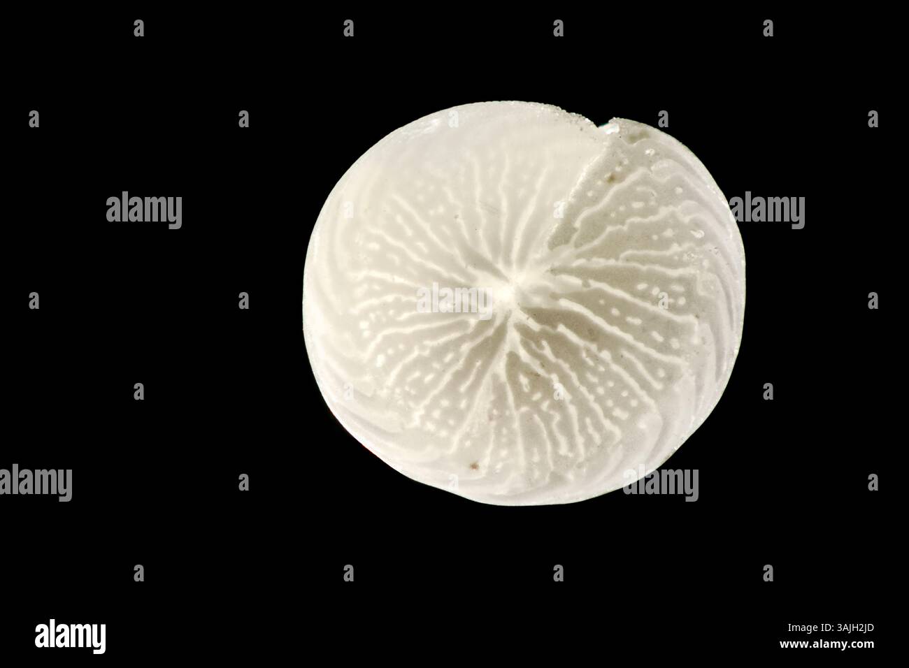 [Digital focus stacking] Foraminifera shell from sample of calcareous ...