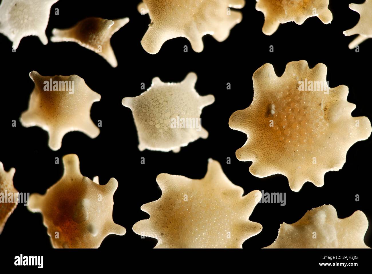 [Digital focus stacking] Foraminifera shells from sample of calcareous ...