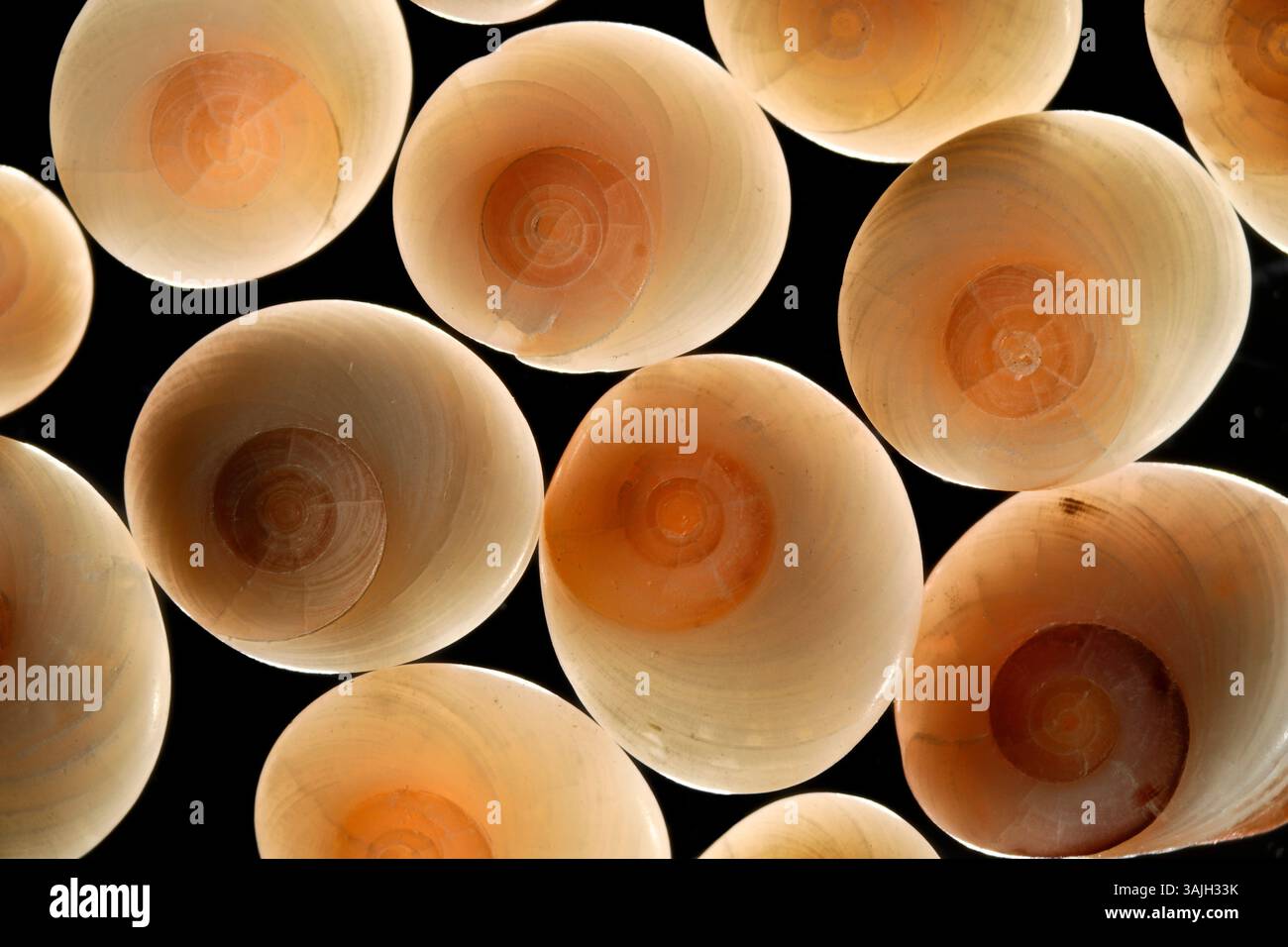 Opercula of the rough turbo snail (Bolma rugosa) act as calcareous lids ...