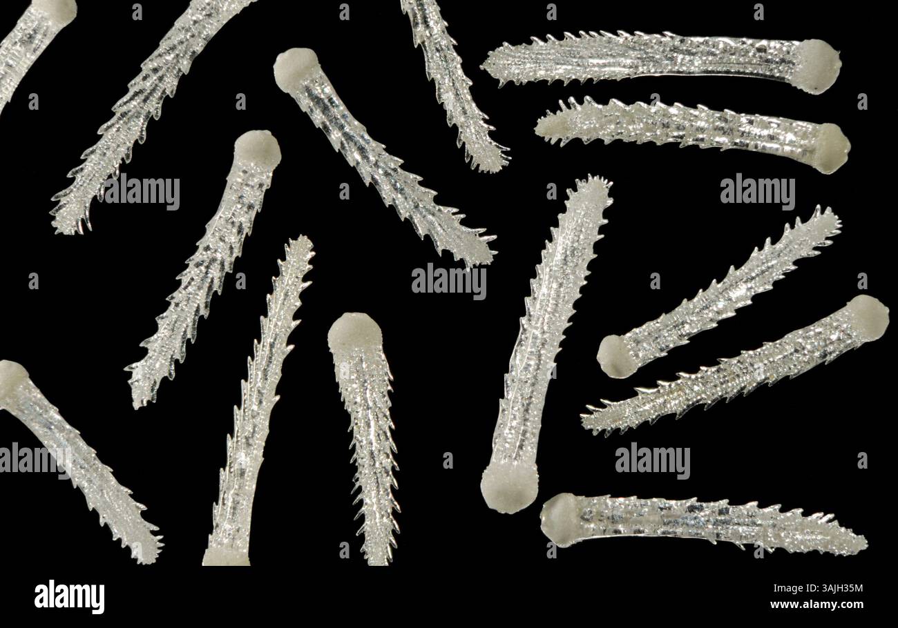 [Digital focus stacking] Spines from brittle stars (Ophiuroidea) from ...