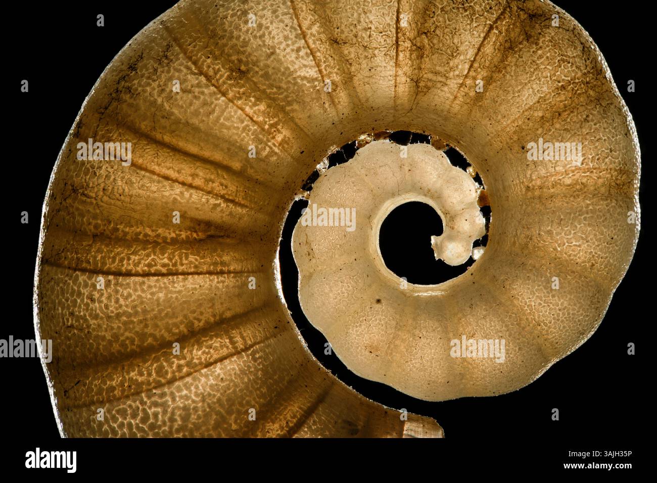 Kopfussler hi-res stock photography and images - Alamy