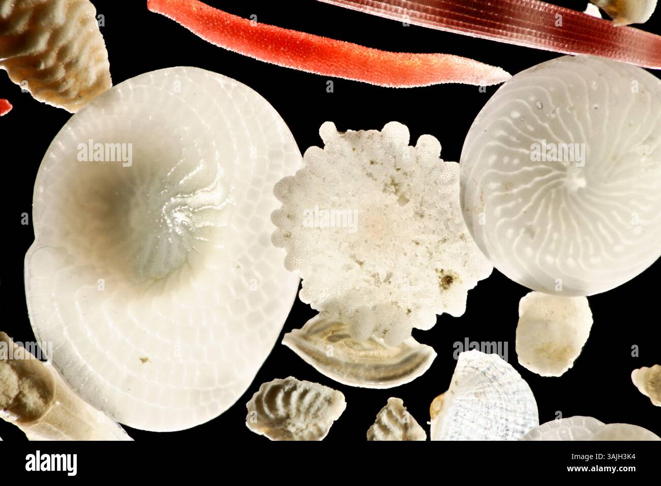 [Digital focus stacking] Foraminifera shells from sample of calcareous ...
