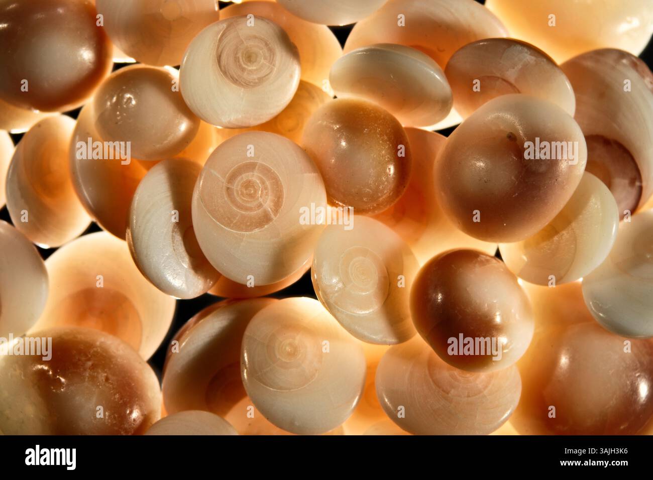 Opercula of the rough turbo snail (Bolma rugosa) act as calcareous lids ...