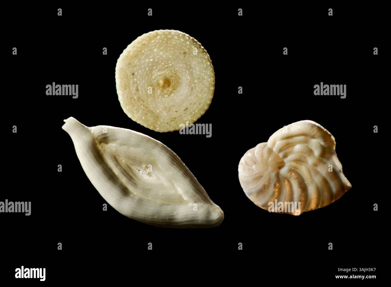 [Digital focus stacking] Foraminifera shells from sample of calcareous ...