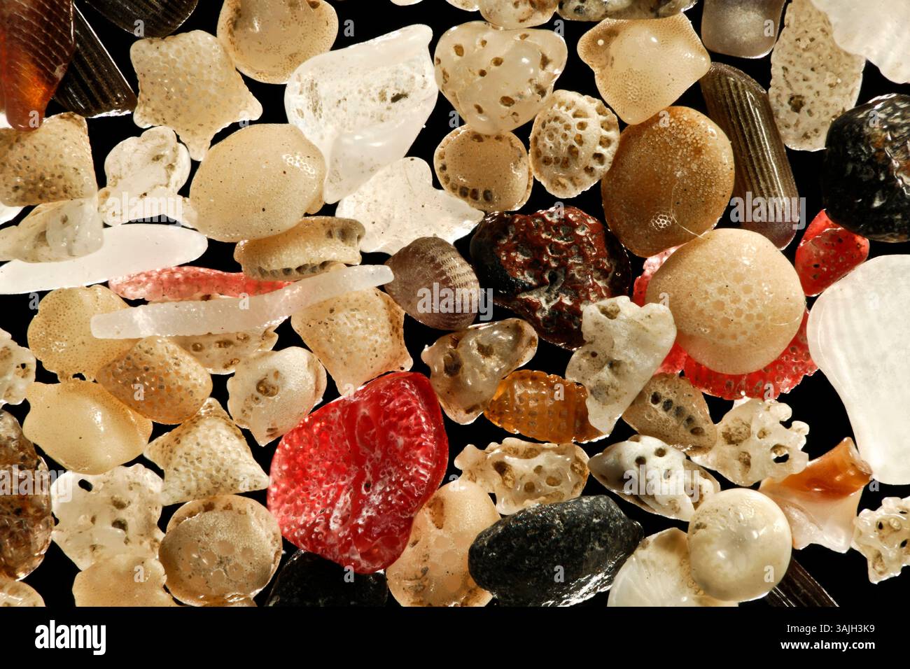[Digital focus stacking] Abraded calcareous sand sample. Biogenous ...