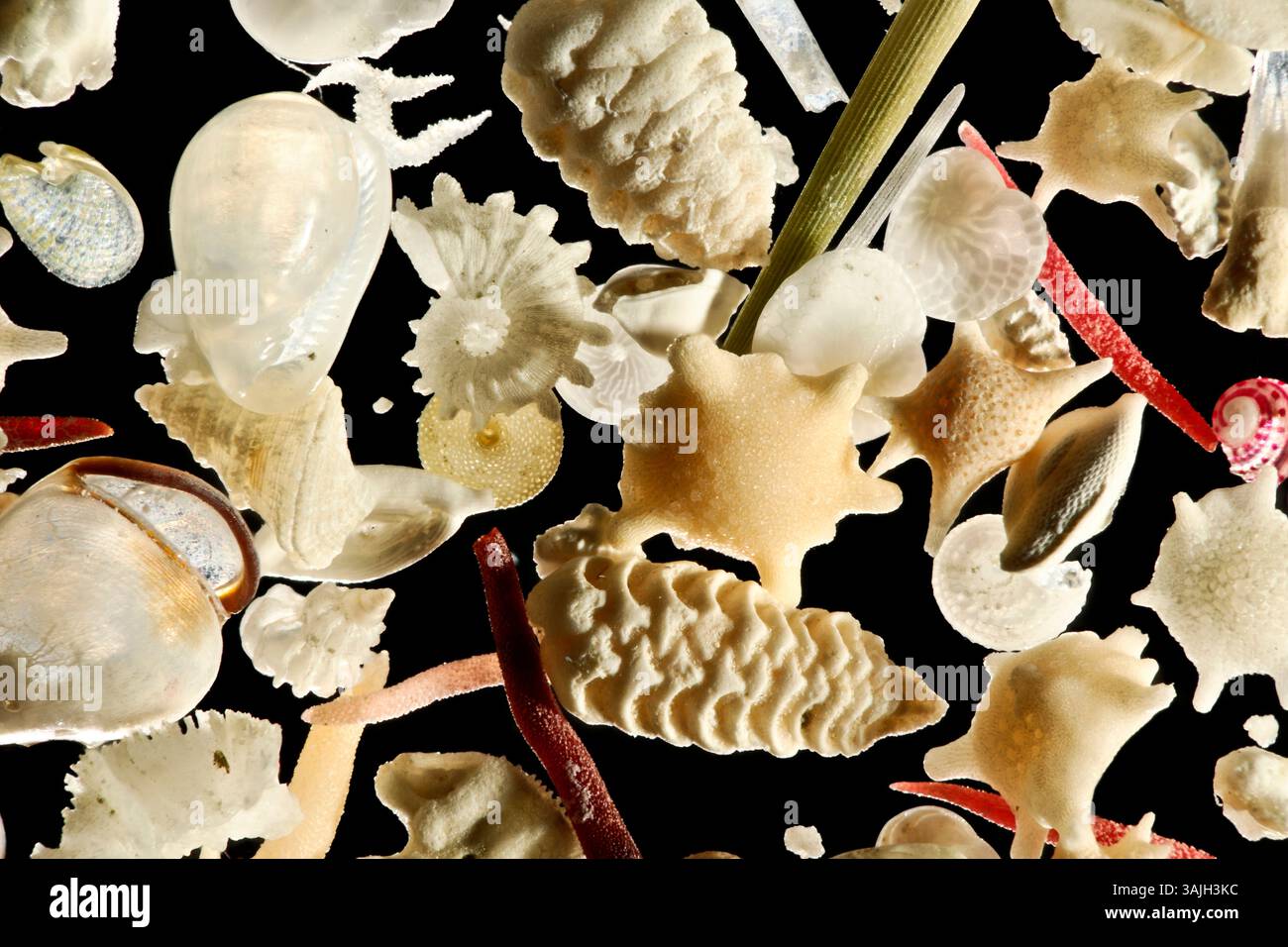 Macro shot white sand particles hi-res stock photography and images - Alamy