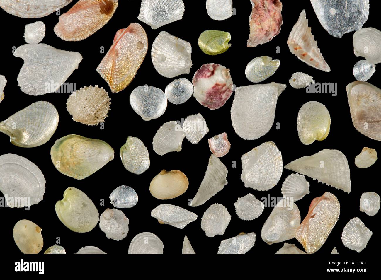 [Digital focus stacking] Sorting the sand sample from Raja Ampat ...