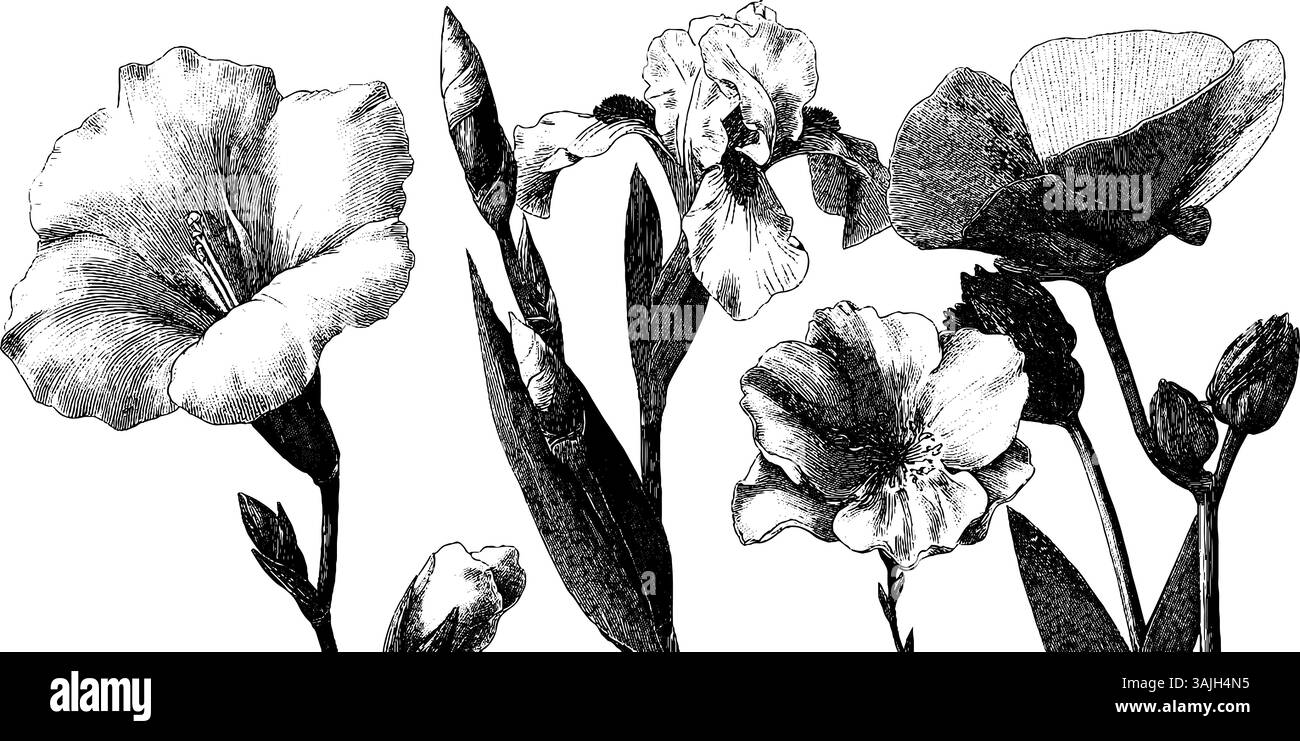 Intricate engraved floral set: botanical art design for print or poster ...