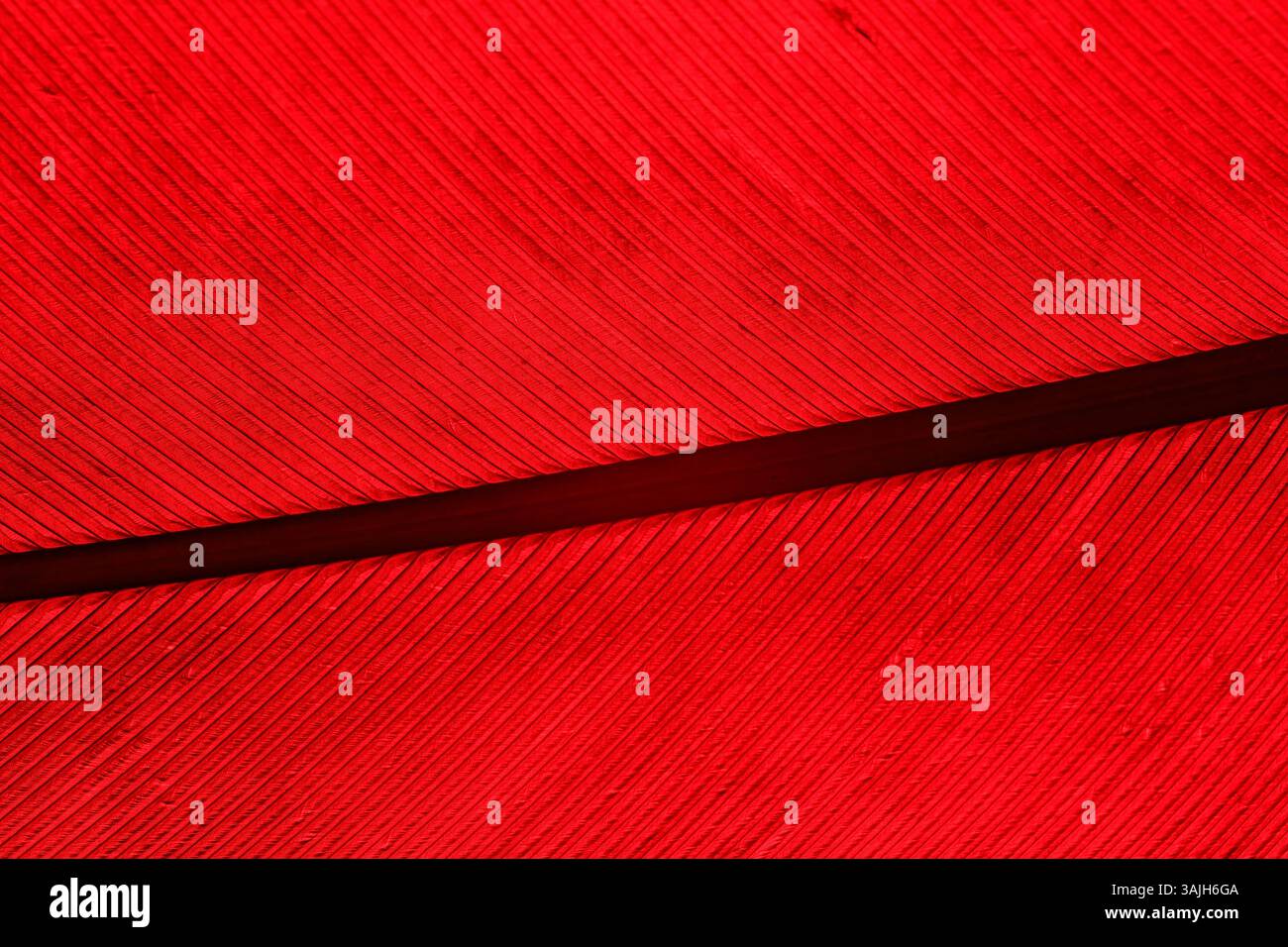 Red bird feather texture, abstract macro photography, natural theme ...