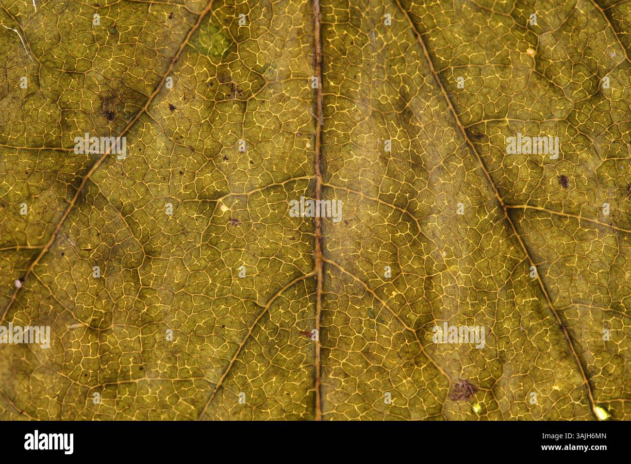 Green leaf texture, extreme close up, flat material, dried leaf ...