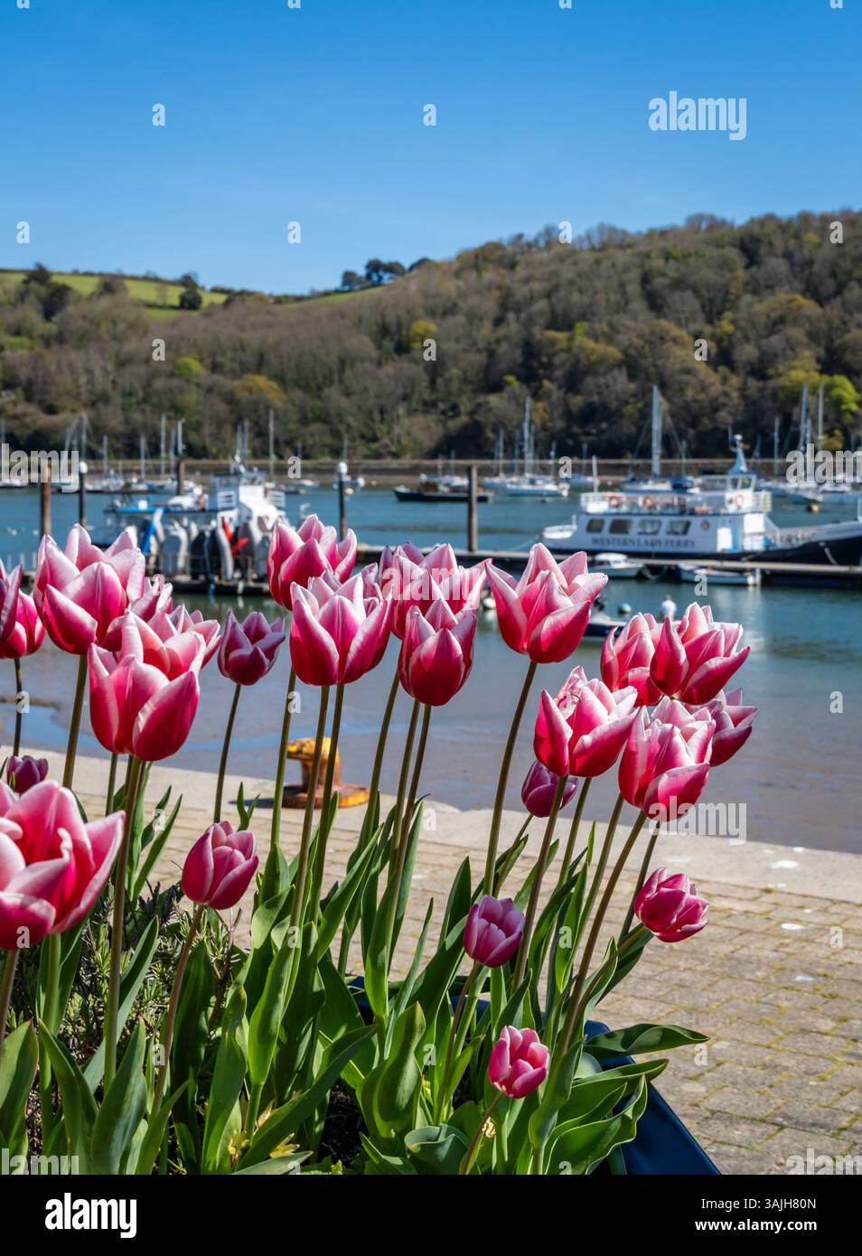 Dartmouth, UK. 11th Apr, 2025. Tulips and spring flowers on display on ...