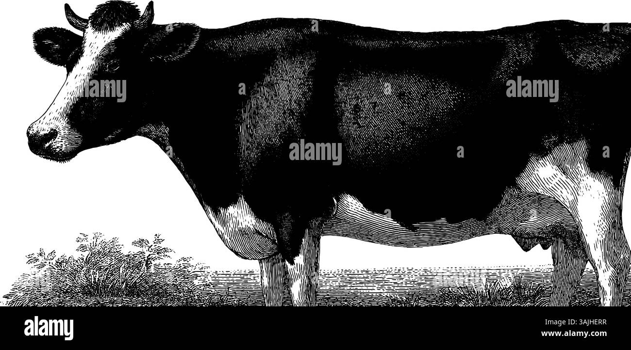 Engraved cow illustration with bold black lines for design use Stock ...