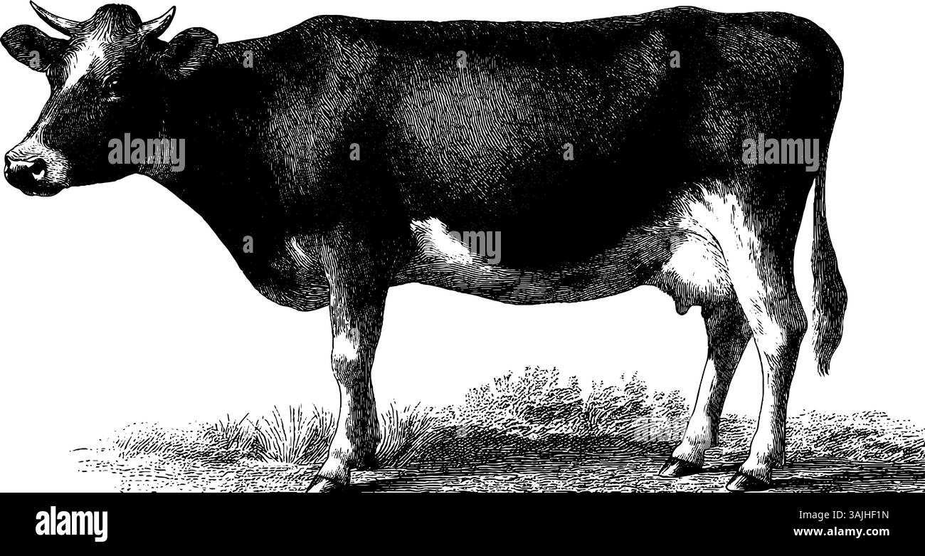 Detailed engraved illustration of a cow in black bold lines for ...