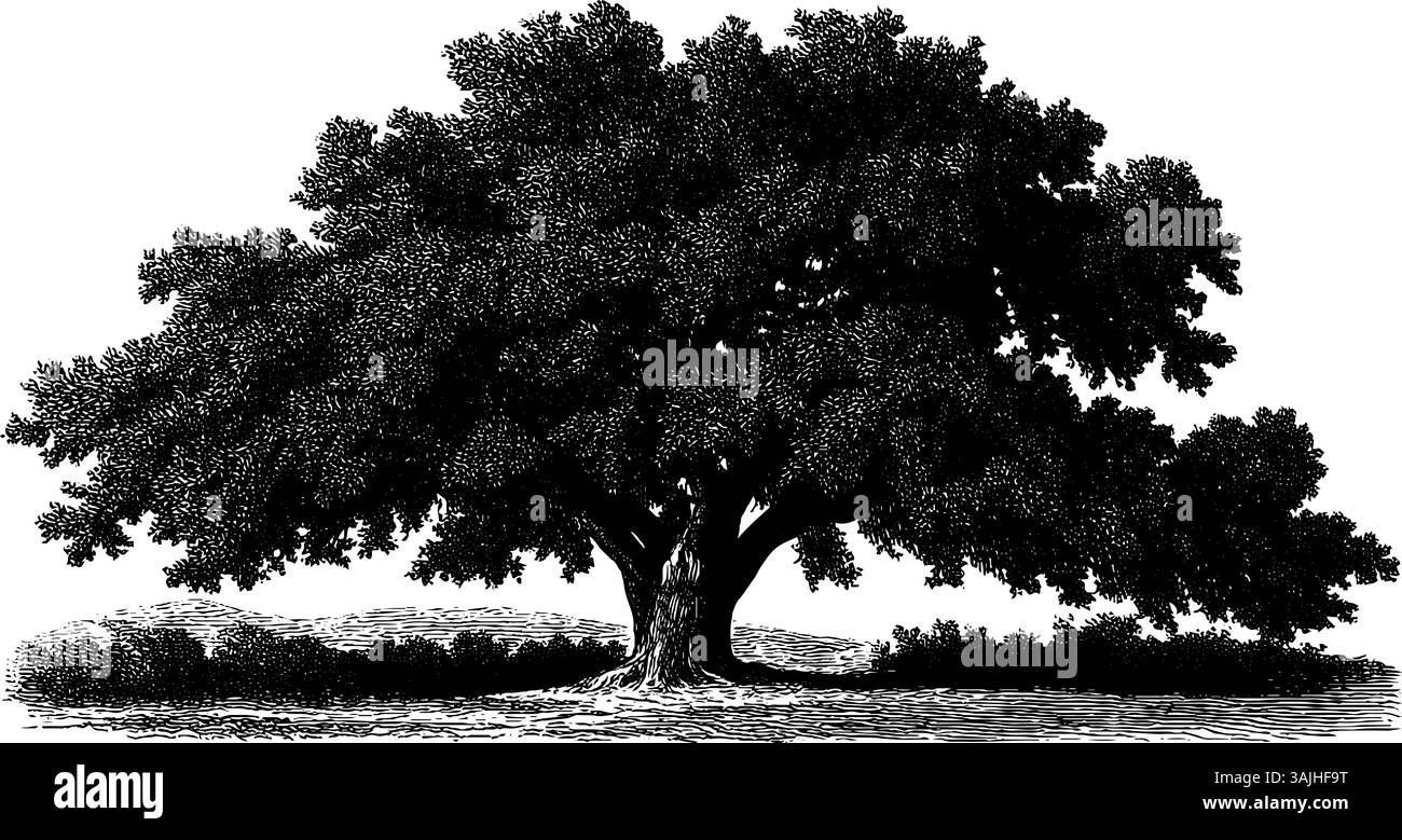 Detailed engraved illustration of majestic old oak tree for classic nature art Stock Vector ...