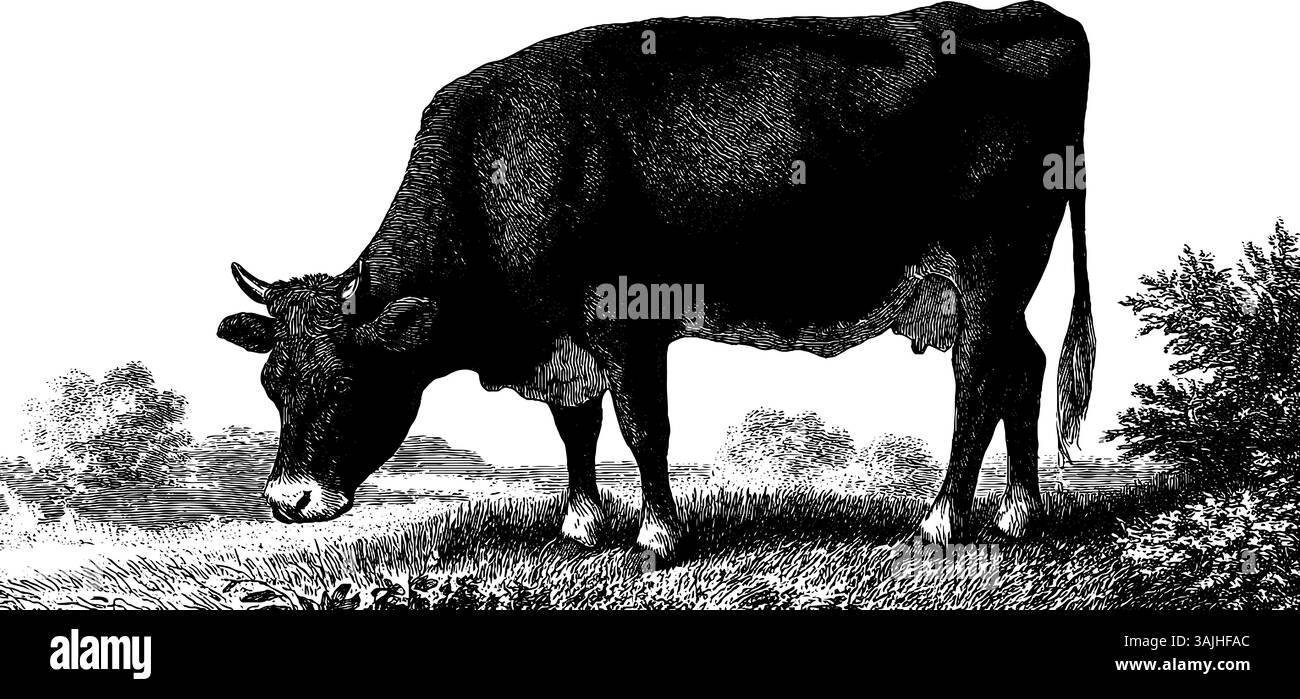 Engraved illustration of a cow in pasture with bold black lines for ...