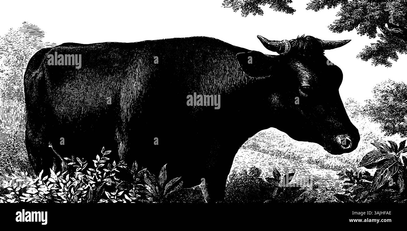 Engraved illustration of a cow in nature with bold black lines Stock ...