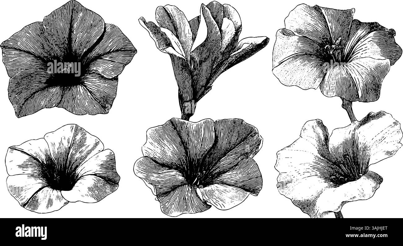 Intricate black and white engraved floral collection featuring six bold ...