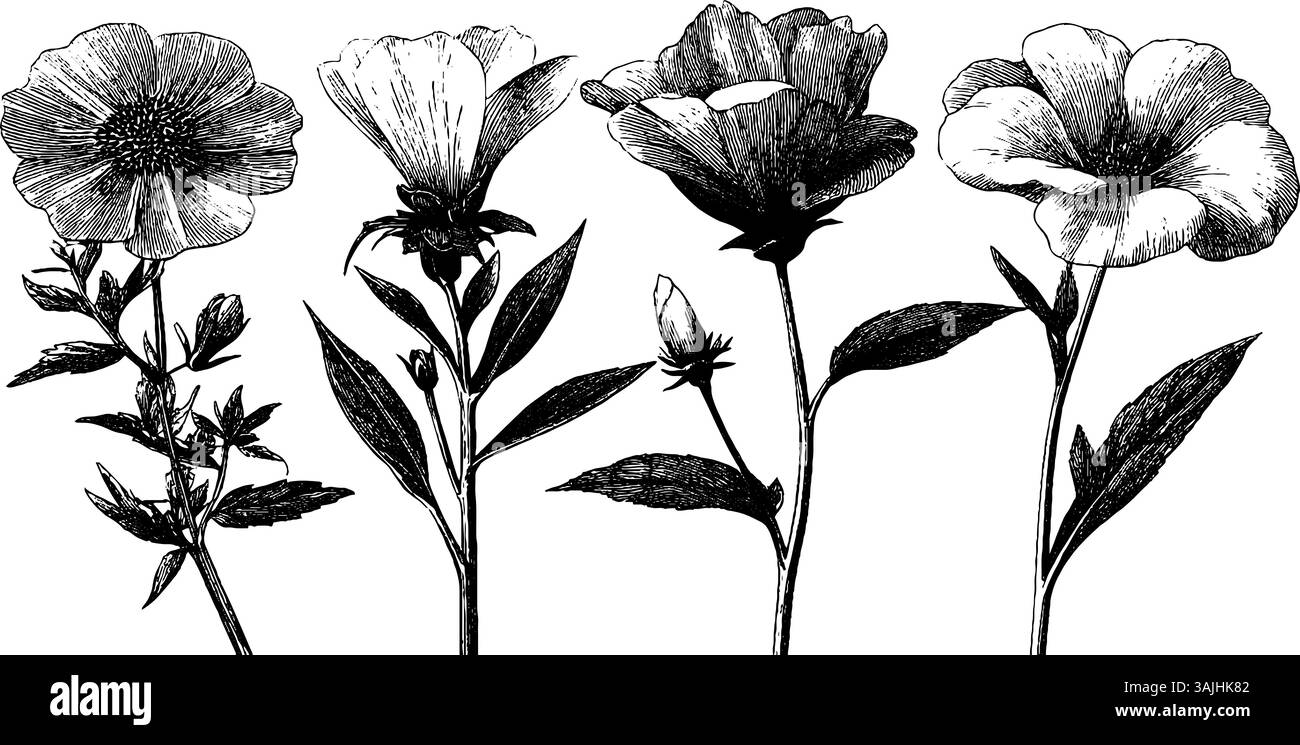 Engraved floral set with bold black lines for botanical design Stock ...