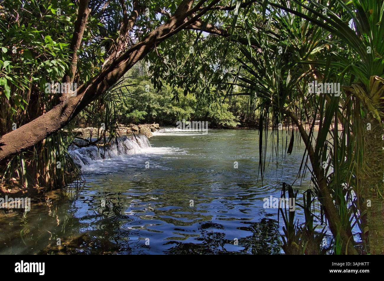 Cascade in dense tropical rainforest: Mataranka Falls in the Roper ...