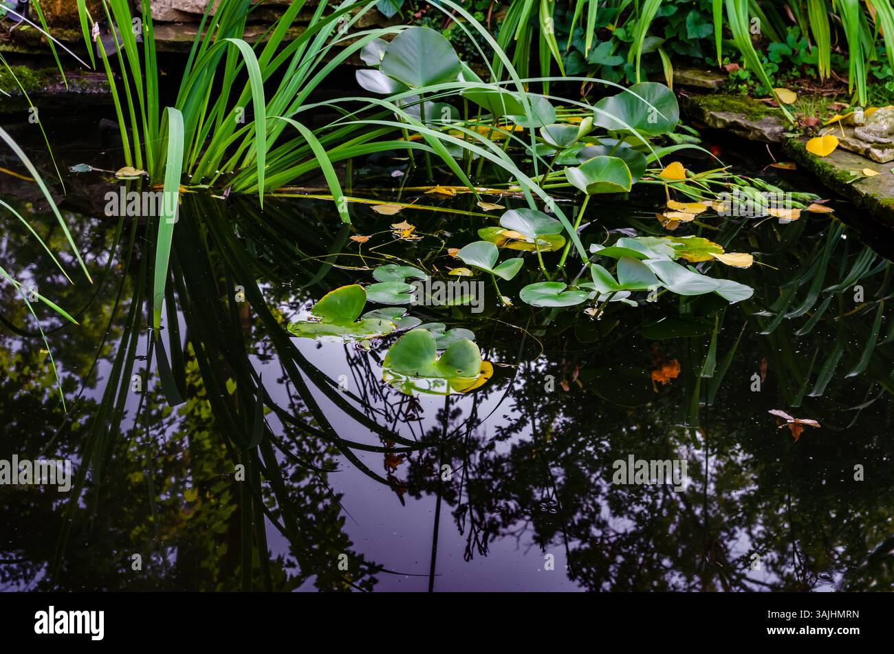 Close-up of a reflecting backyard, fish pond with waterplants and rocks ...