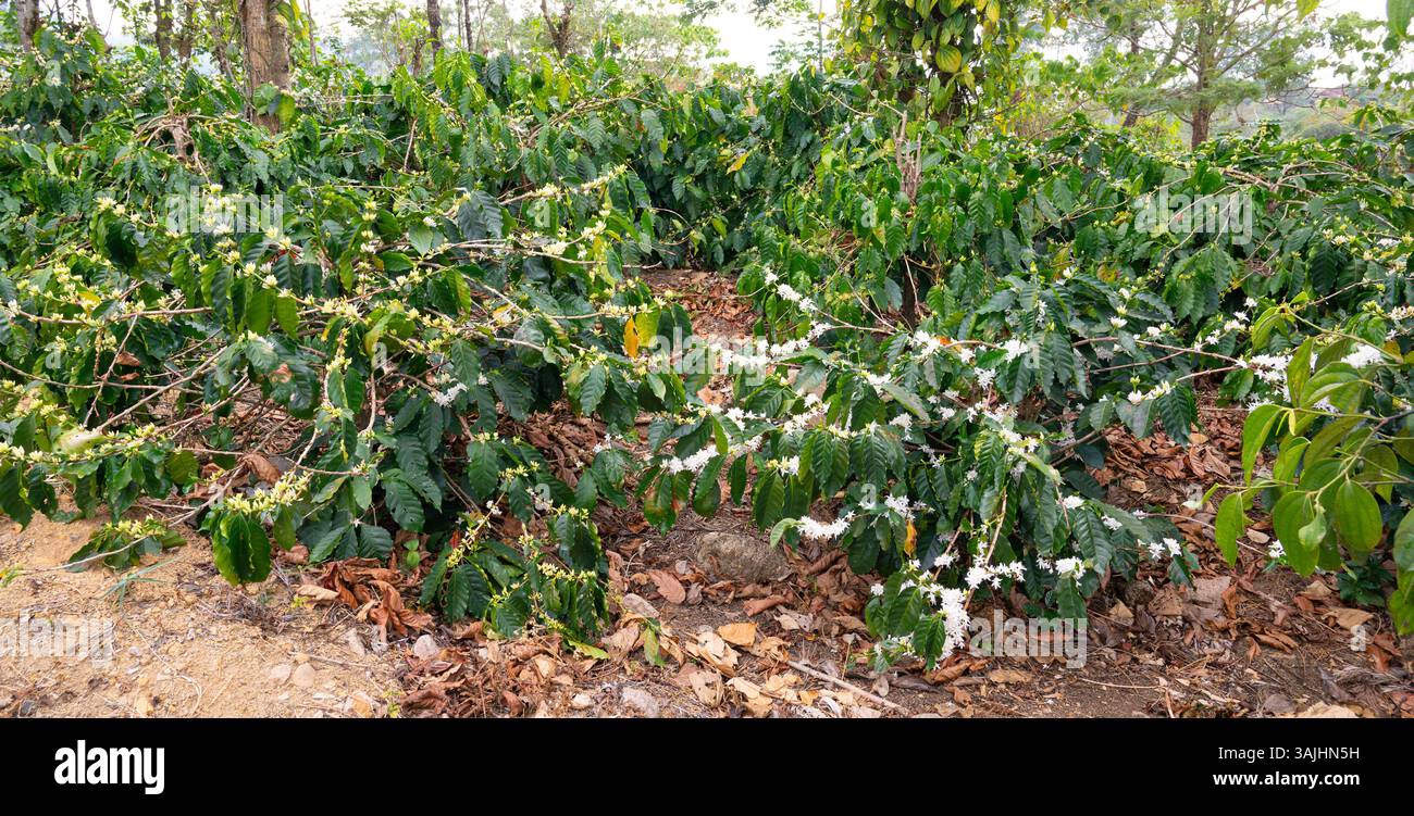 Coffee plantation in Munnar, South India, field with plants in Kerala ...