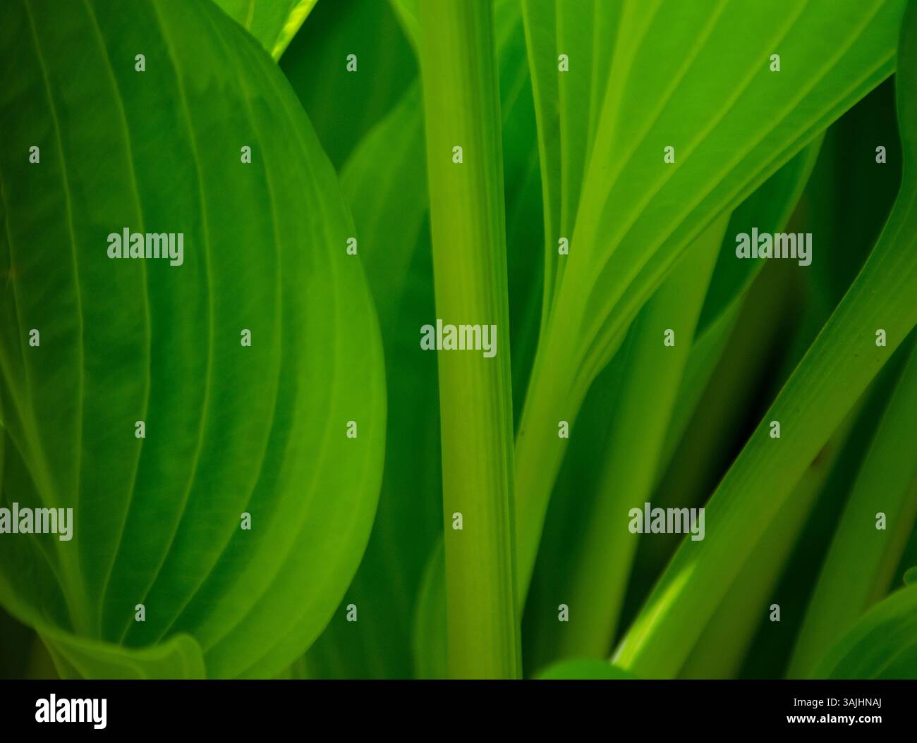 Closeup of overlapping green Hosta leaves and stalks Stock Photo - Alamy