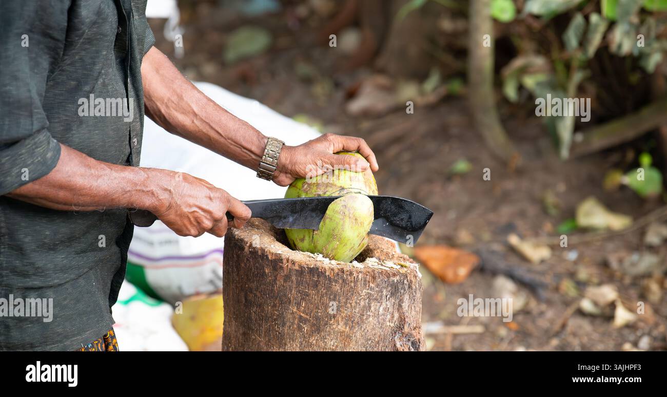 Man cutting fresh coconut on market stall in India, tropical fruit and ...