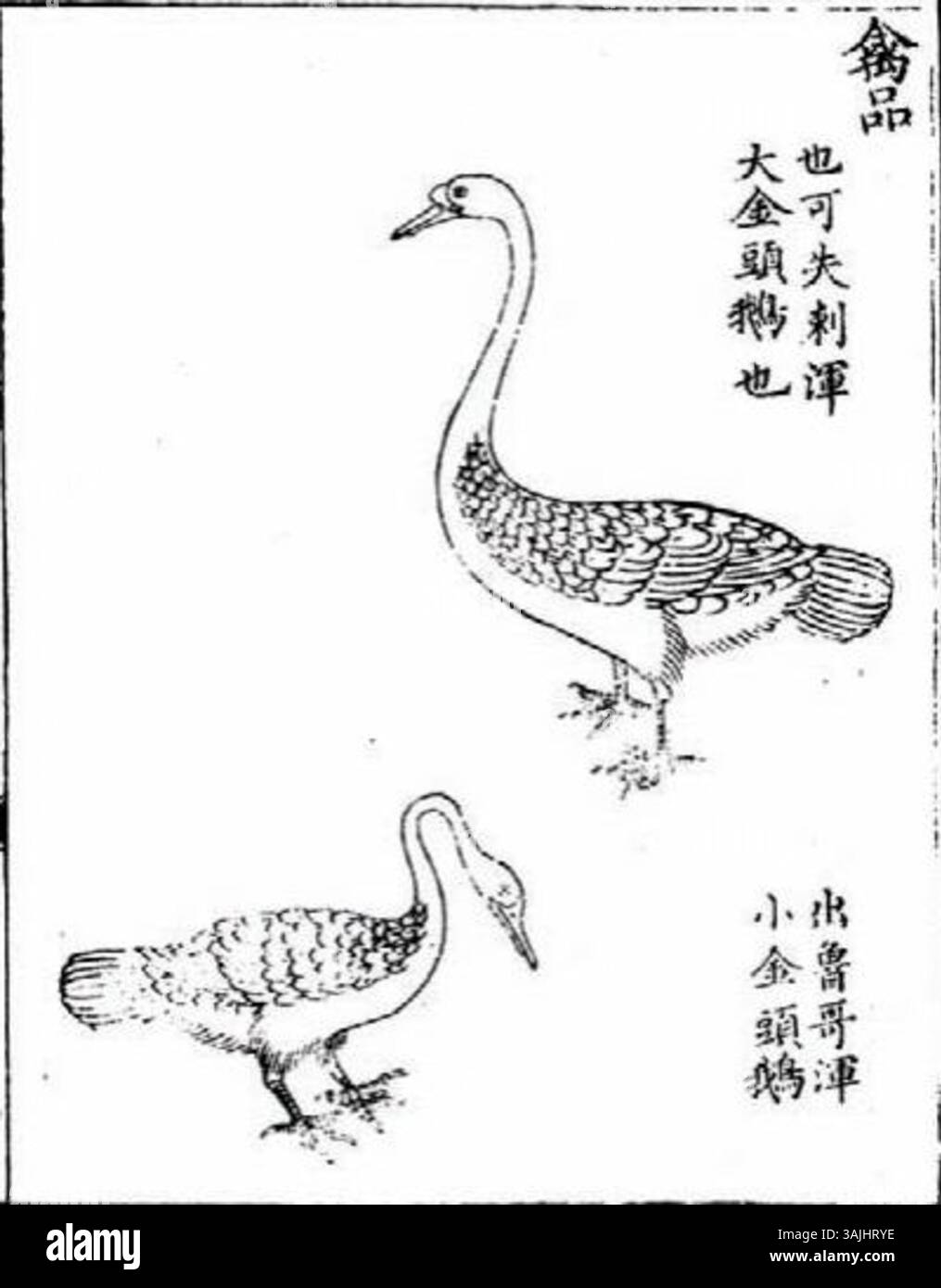 This 1456 illustration portrays an animal along with its medicinal ...