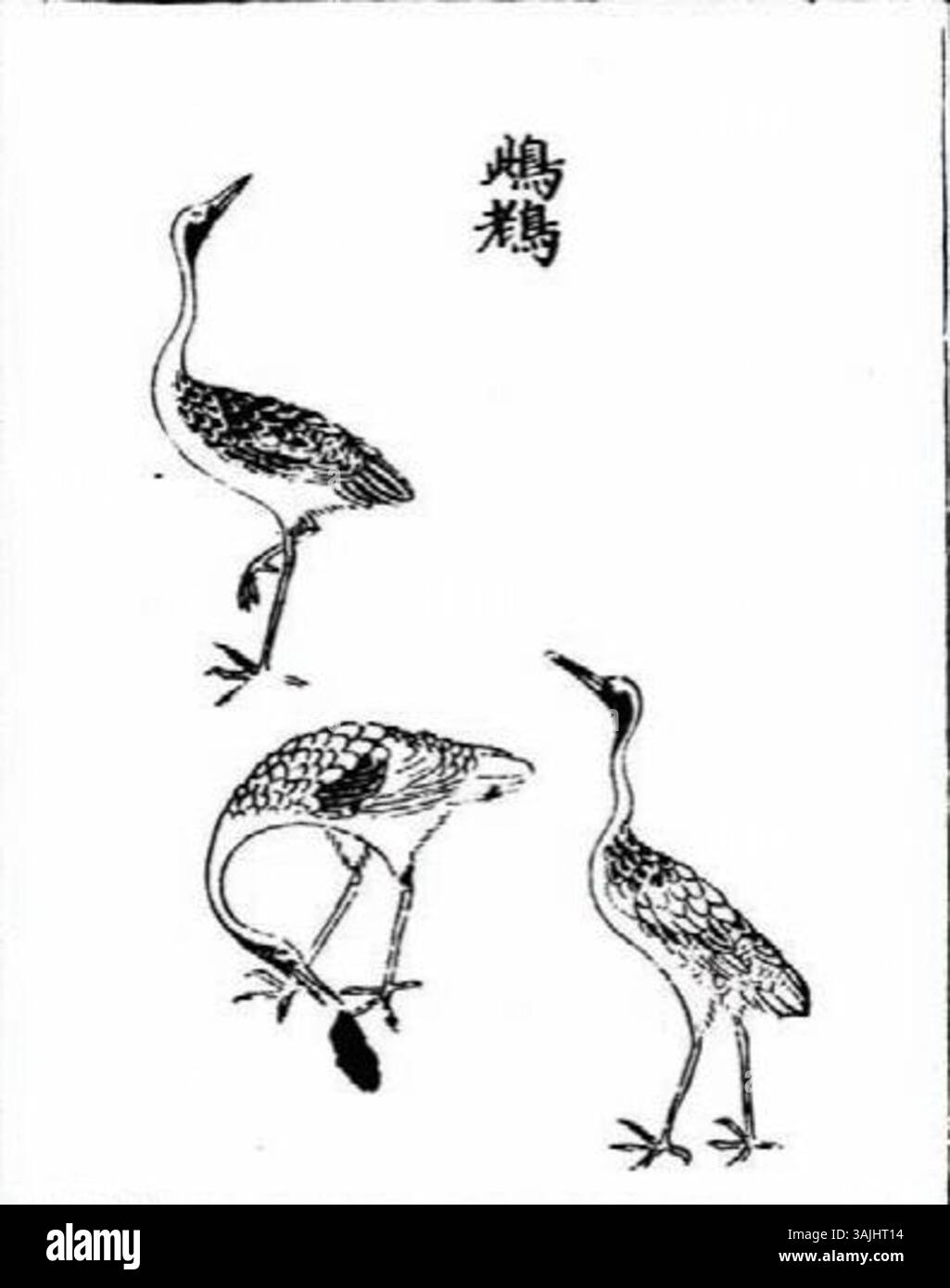 This 1456 illustration showcases an animal and its medicinal properties ...