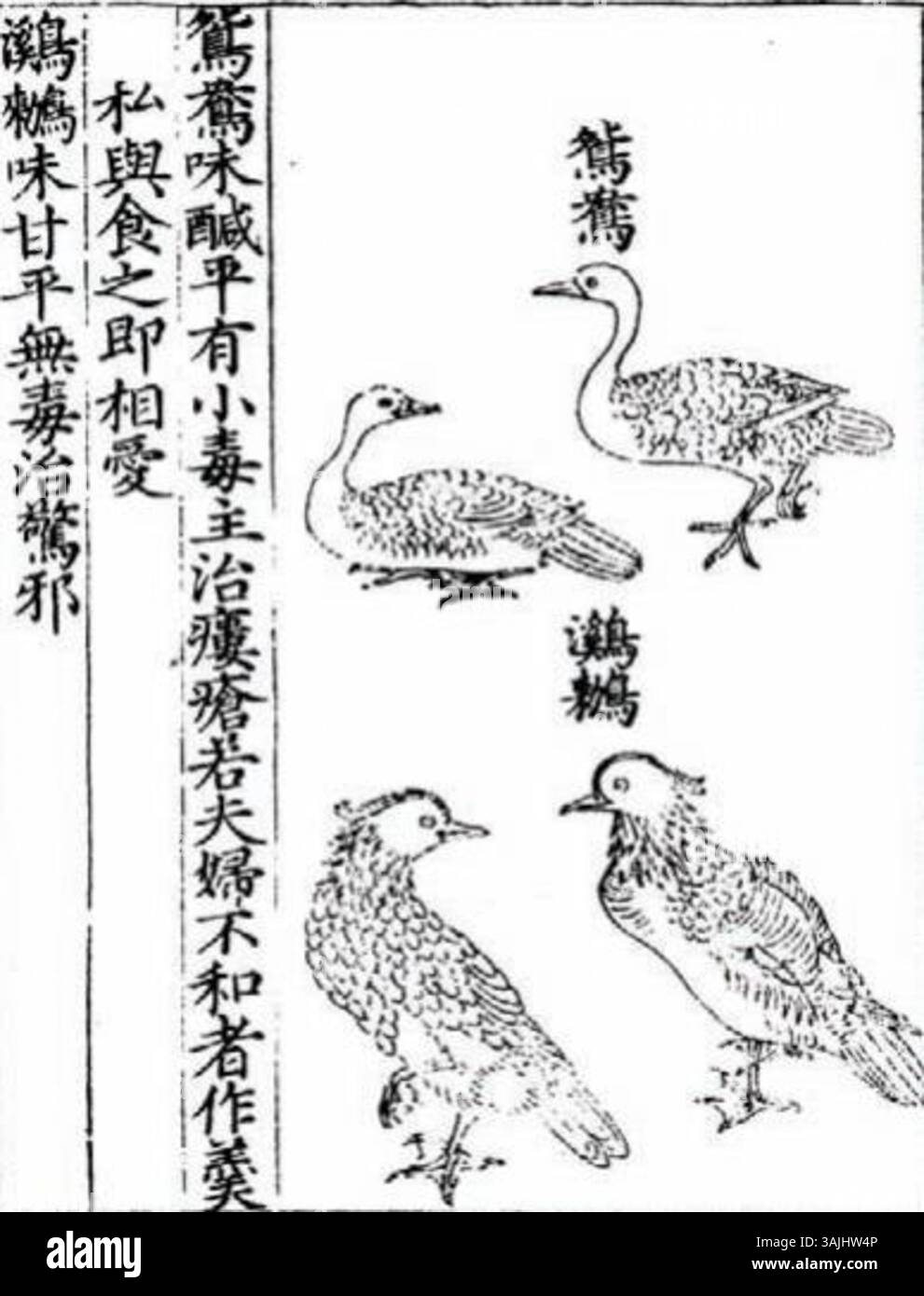 A 1456 illustration depicting an animal, used in medieval medical ...