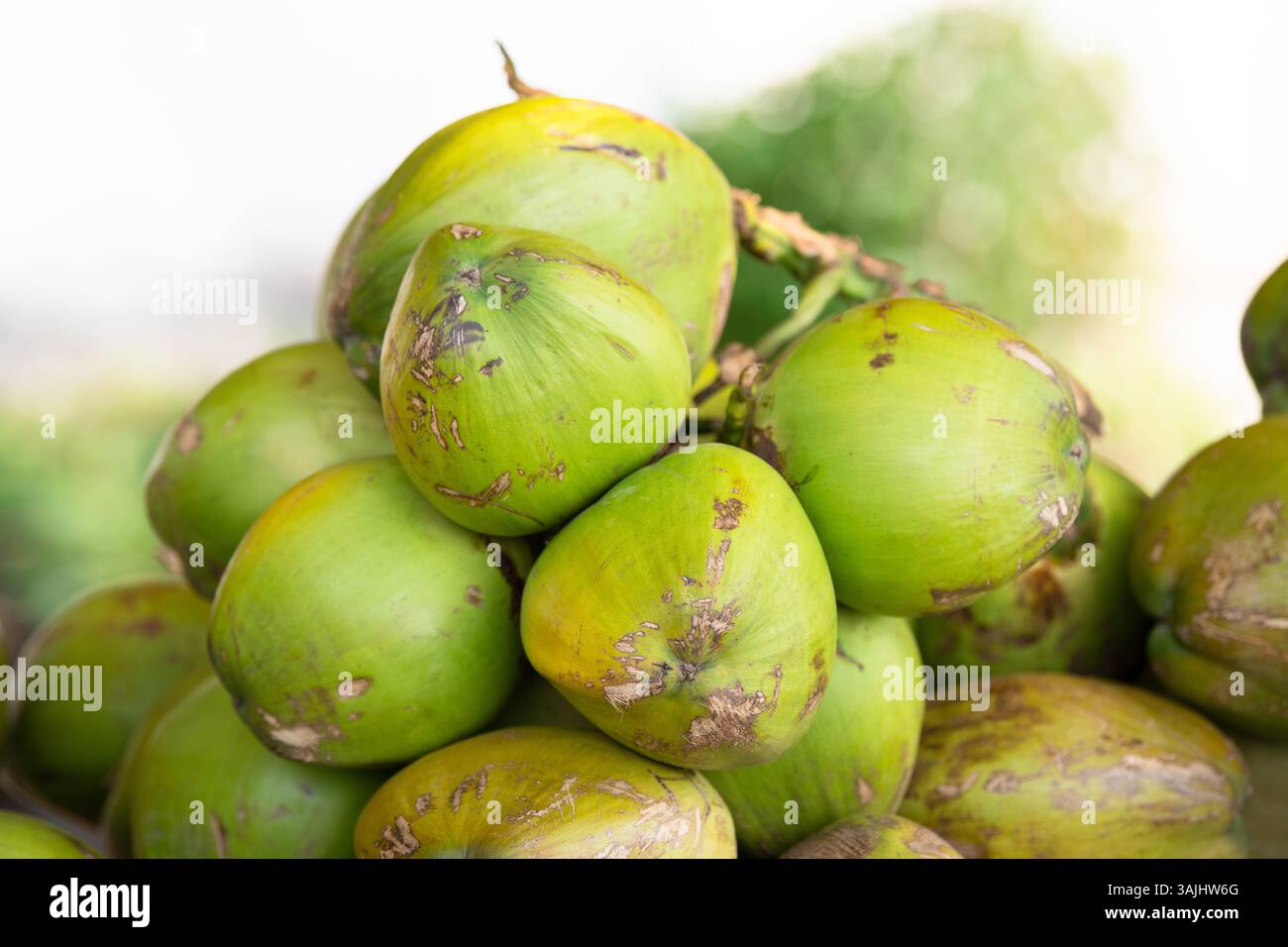 Fresh coconuts on a market stall in India, tropical fruit and milk ...