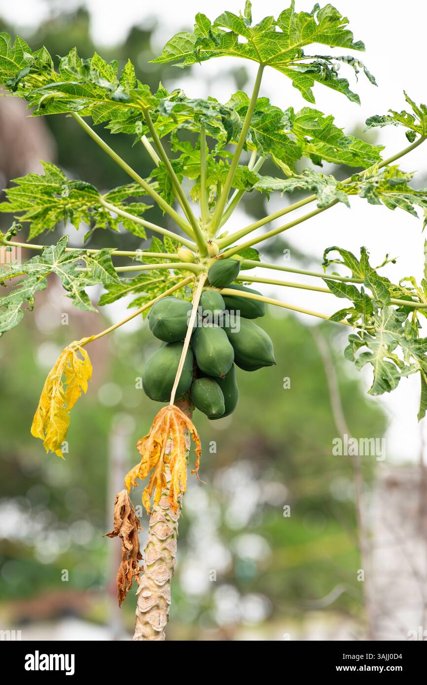 Papaya growing on a tree in India, tropical papaw fruit, agriculture ...