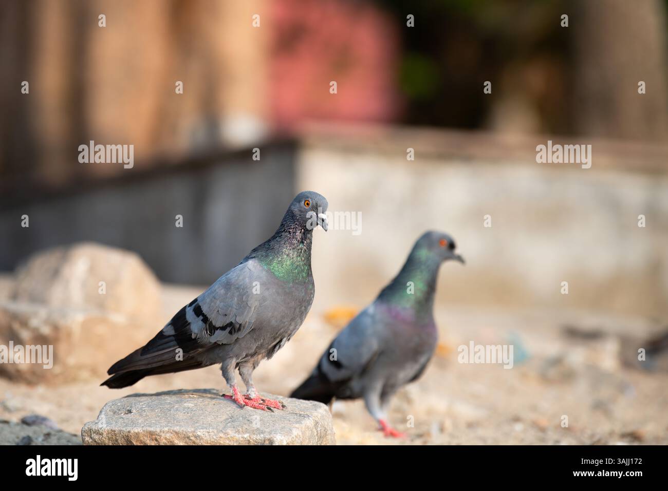 Rock Pigeon sitting on a stone, wildlife bird in nature, rock dove or ...