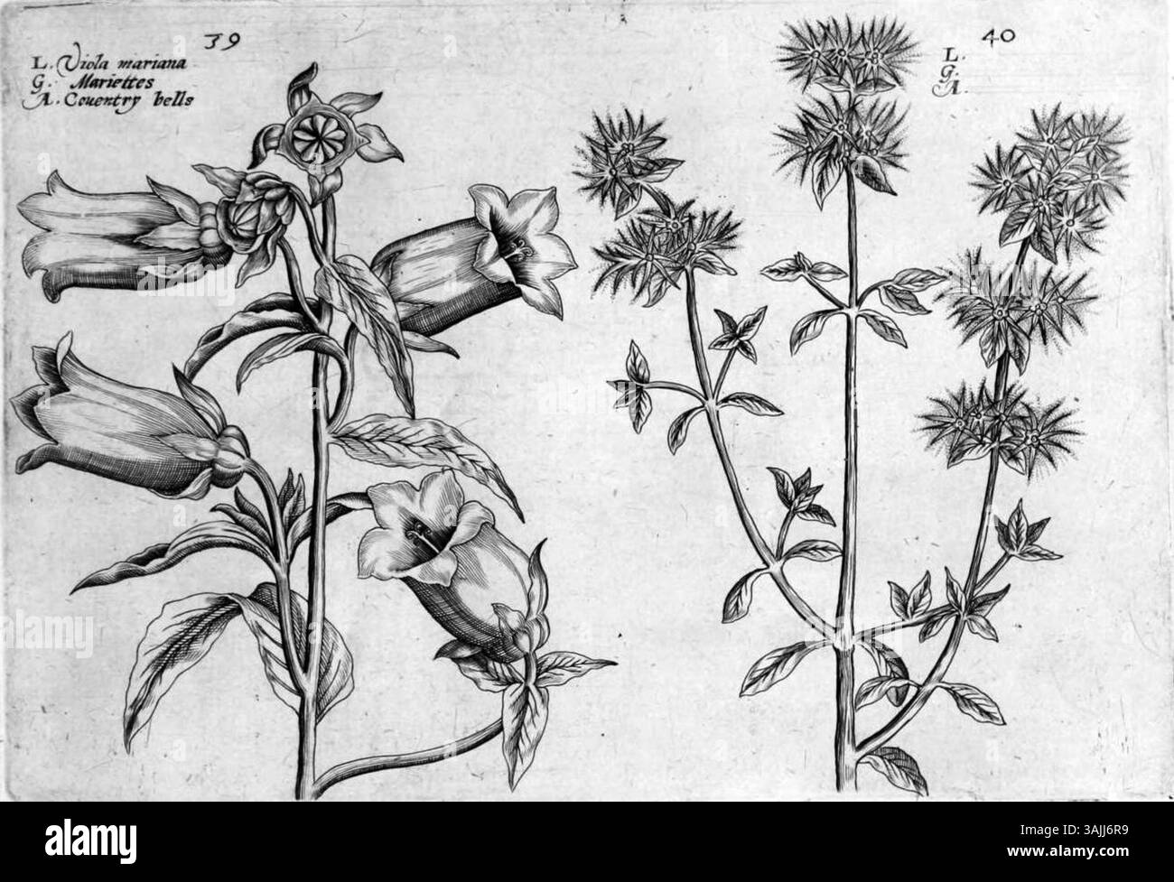 This plate from 'Hortus floridus. Altera pars' features a detailed ...