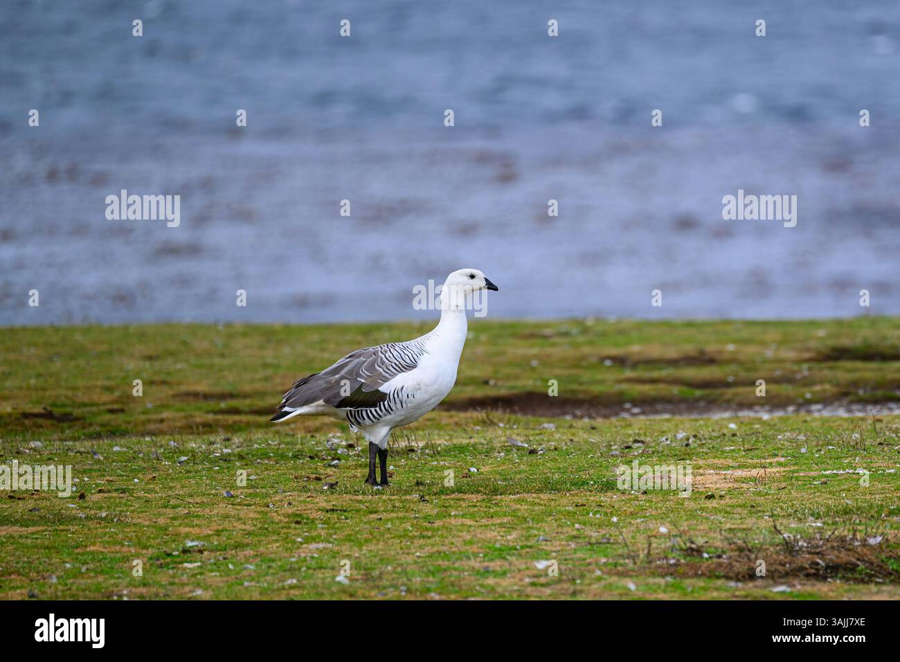 Side view of a male upland goose (Chloephaga picta) standing on Barren ...