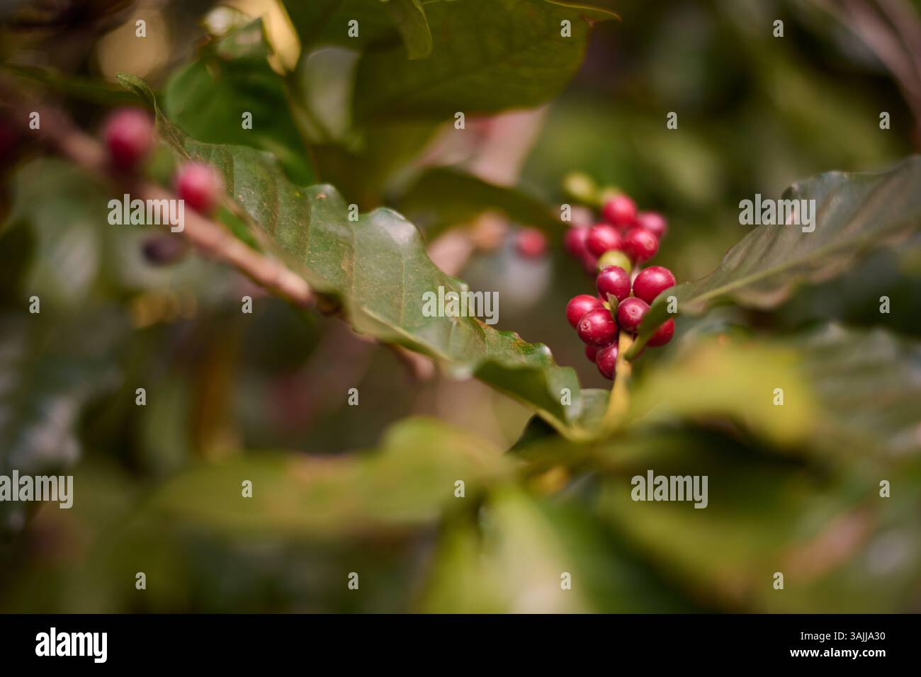 Arabica coffee beans seen on a plantation at a producing farm in the ...