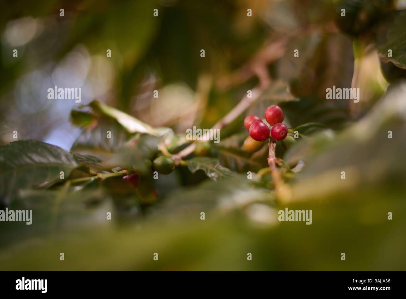 Franca, Brazil. 11th Apr, 2025. Arabica coffee beans seen on a ...