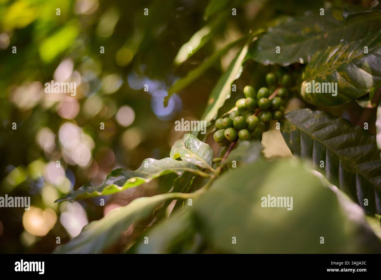 April 11, 2025, Franca, Sao Paulo, Brazil: Arabica coffee beans seen on ...