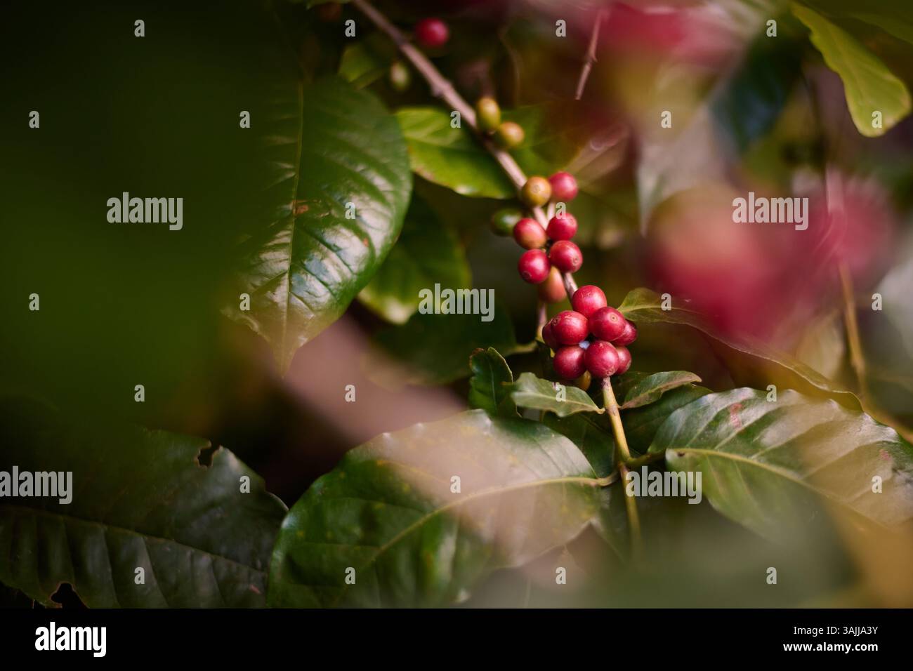 Franca, Brazil. 11th Apr, 2025. Arabica coffee beans seen on a ...
