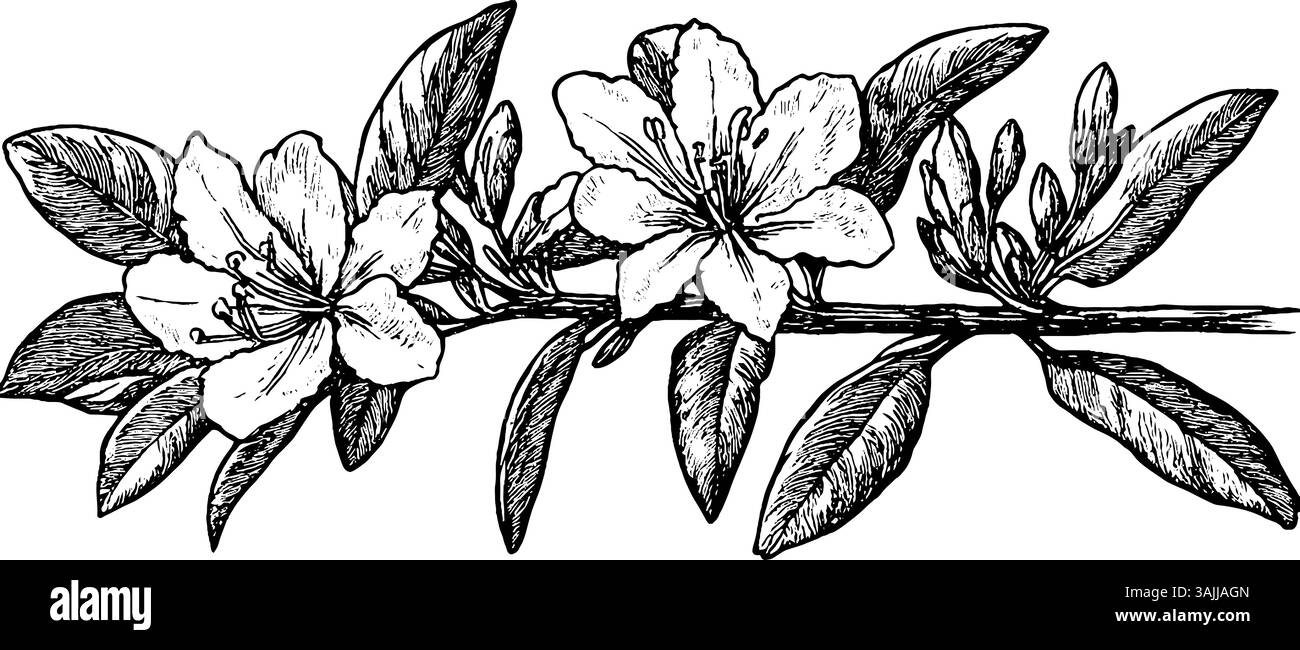 A detailed black and white illustration of a flowering branch with ...