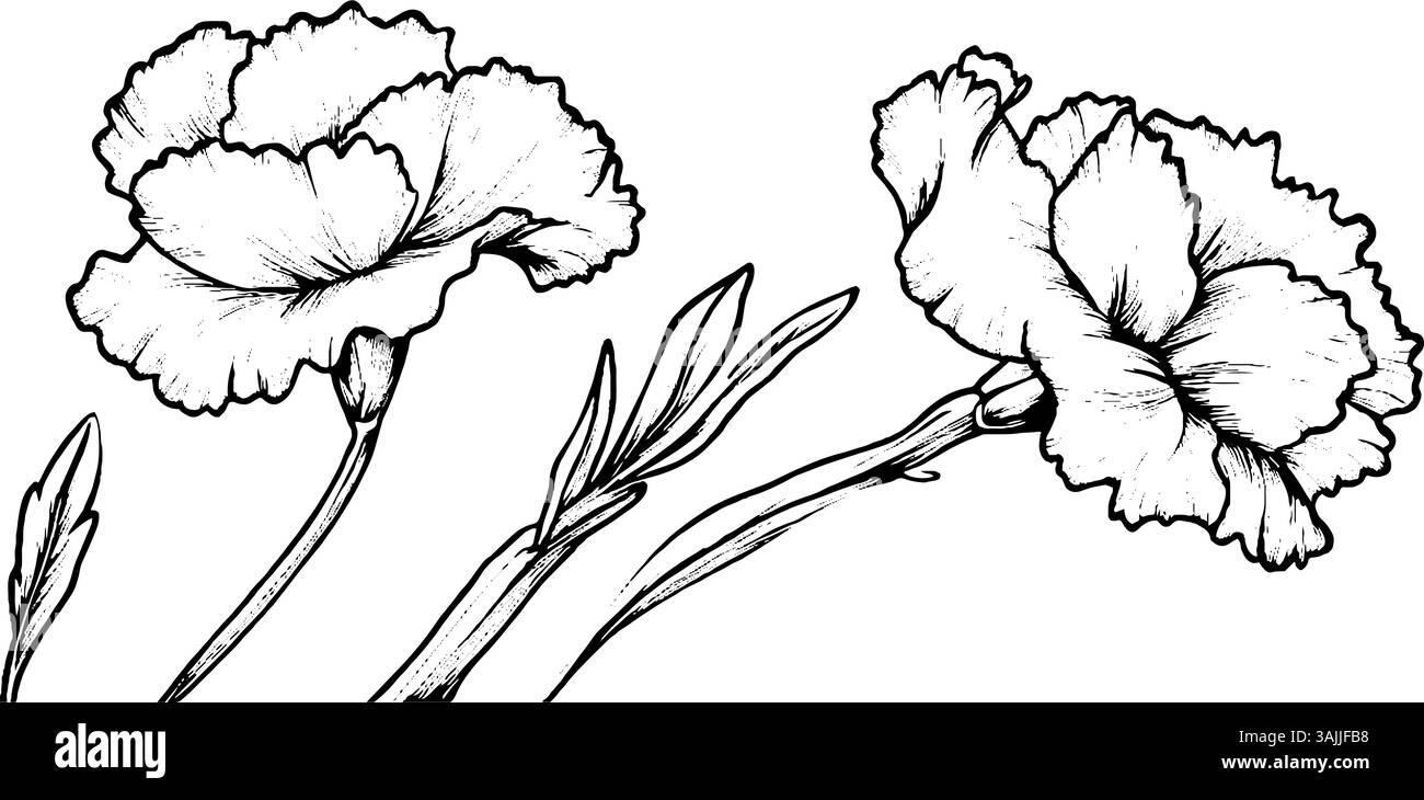 A detailed black and white illustration of two carnation flowers with ...