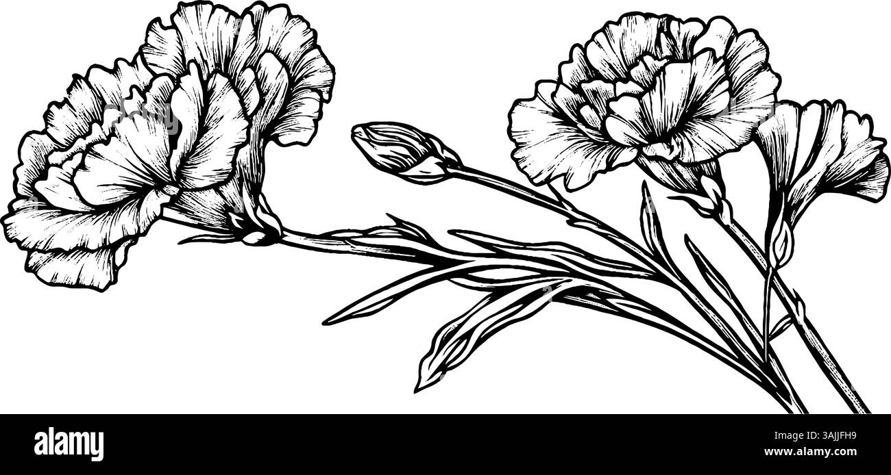 A detailed black and white illustration of carnation flowers with buds ...
