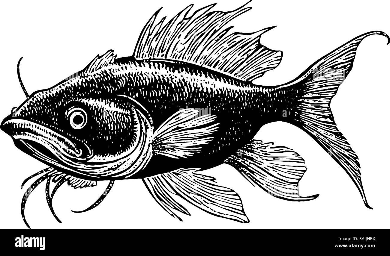 A detailed black and white illustration of a fish with prominent fins ...